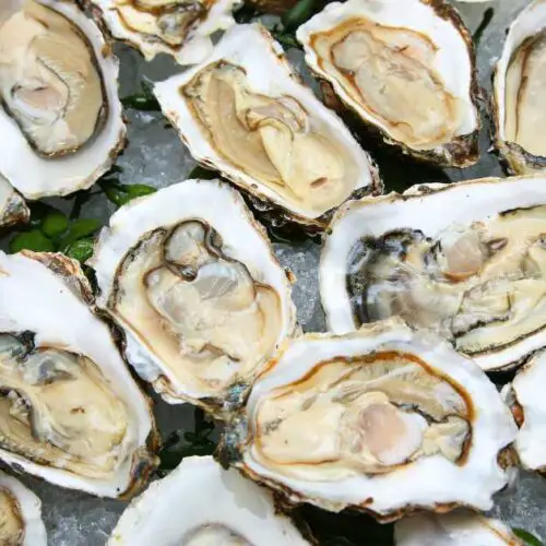 Best Way How to Steam Oysters in the Oven - Chesapeake Bay Recipes